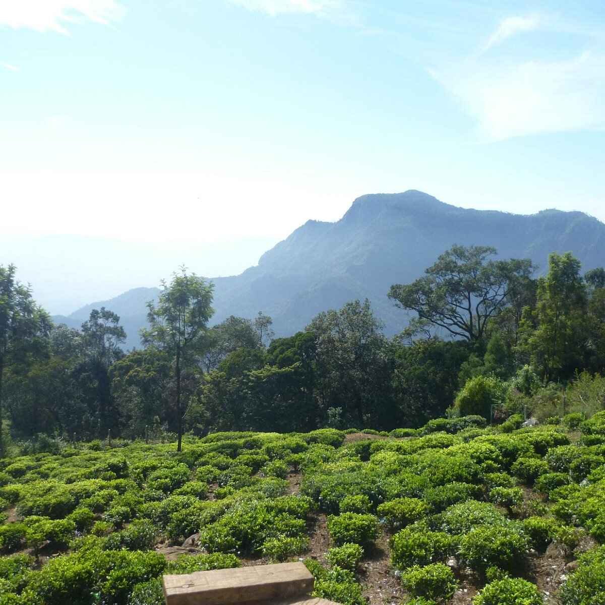 14 Tourist Places To Visit In Coonoor - Spruce Styles